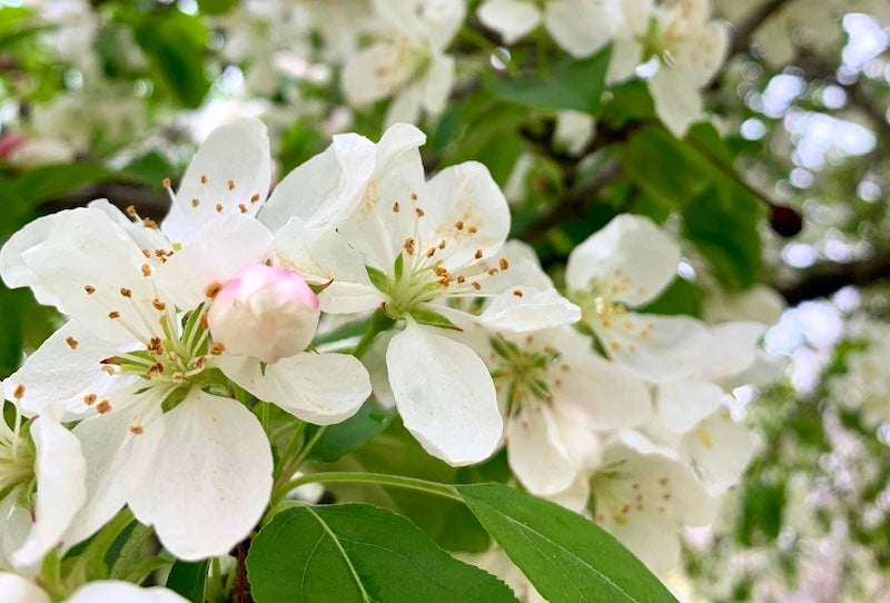 Spring Prep Tips – Vegetable + Butcher